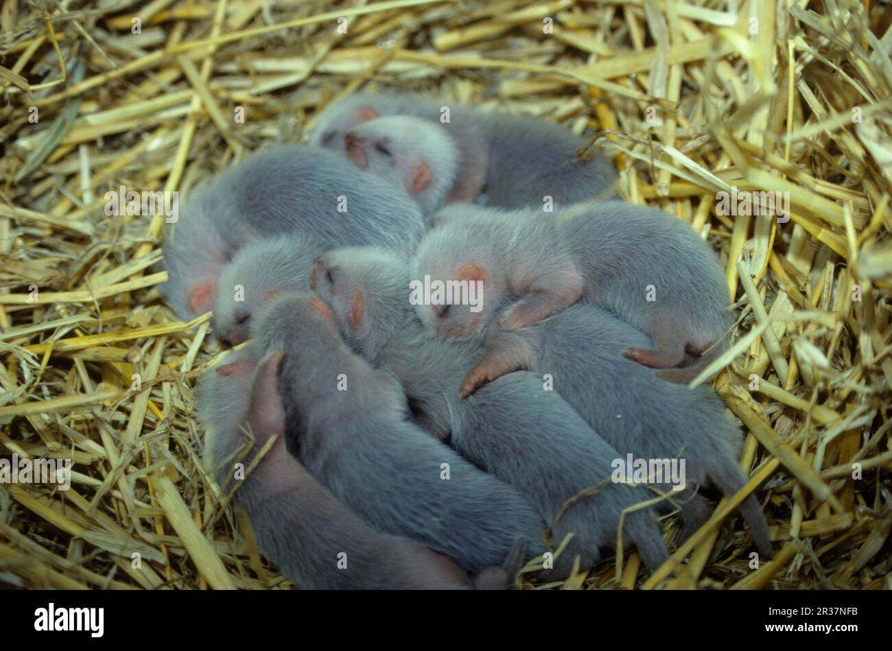 European polecats (Mustela european polecat (Putorius putorius ...