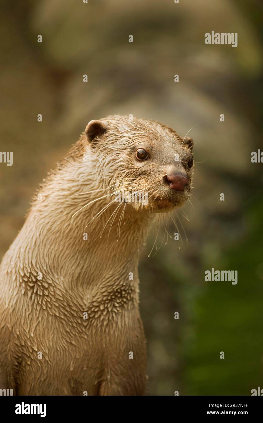 Smooth-coated otter (Lutrogale perspicillata), Smooth-coated otter ...