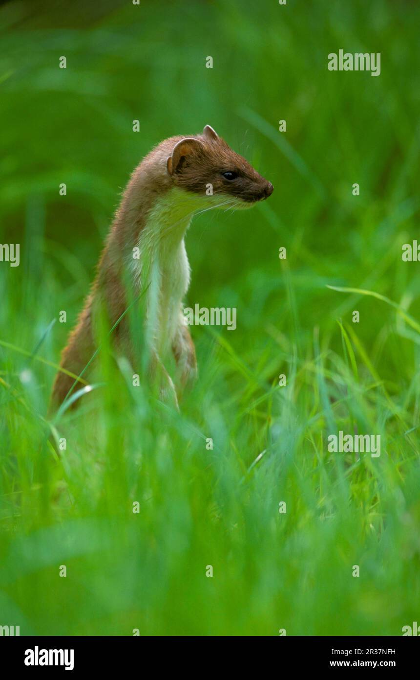 Stoat like hi-res stock photography and images - Alamy
