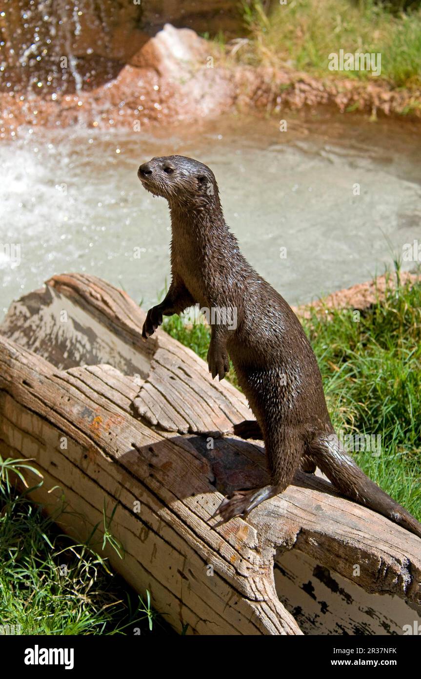 Spotted-necked otter (Lutra maculicollis), Martenidae, Predators ...
