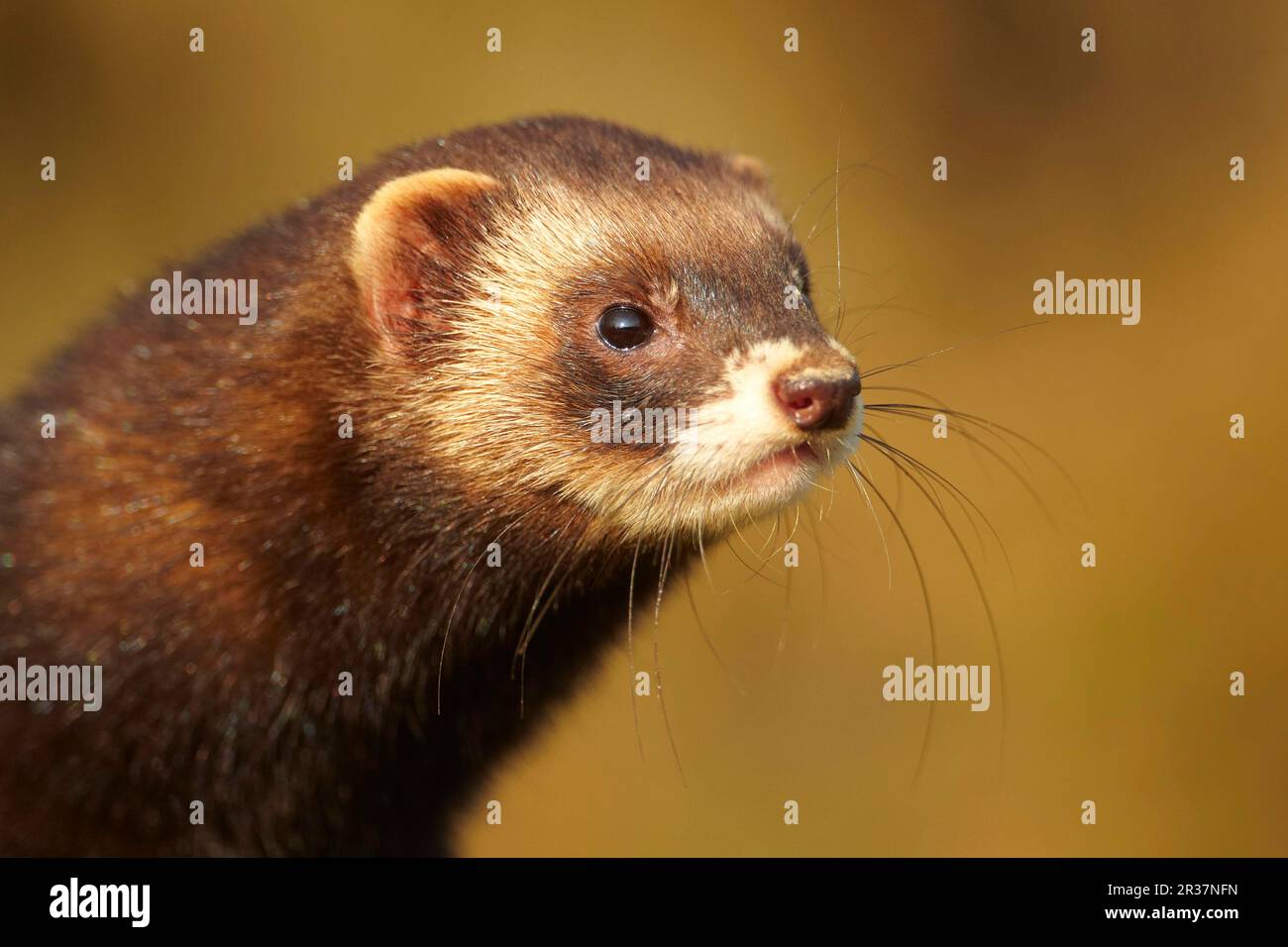European polecat, european polecats (Mustela european polecat (Putorius ...