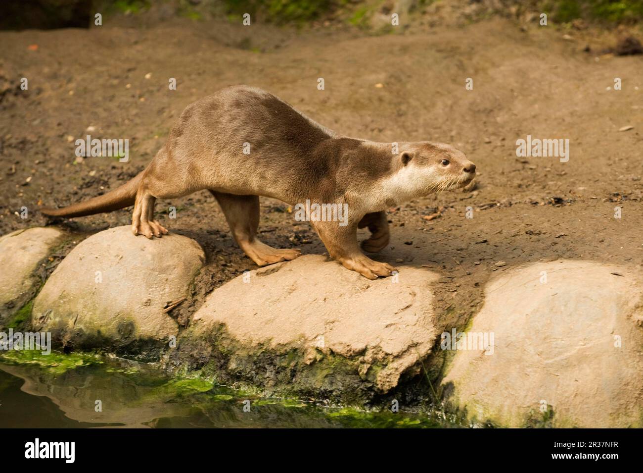 Smooth-coated otter (Lutrogale perspicillata), Smooth-coated otter ...