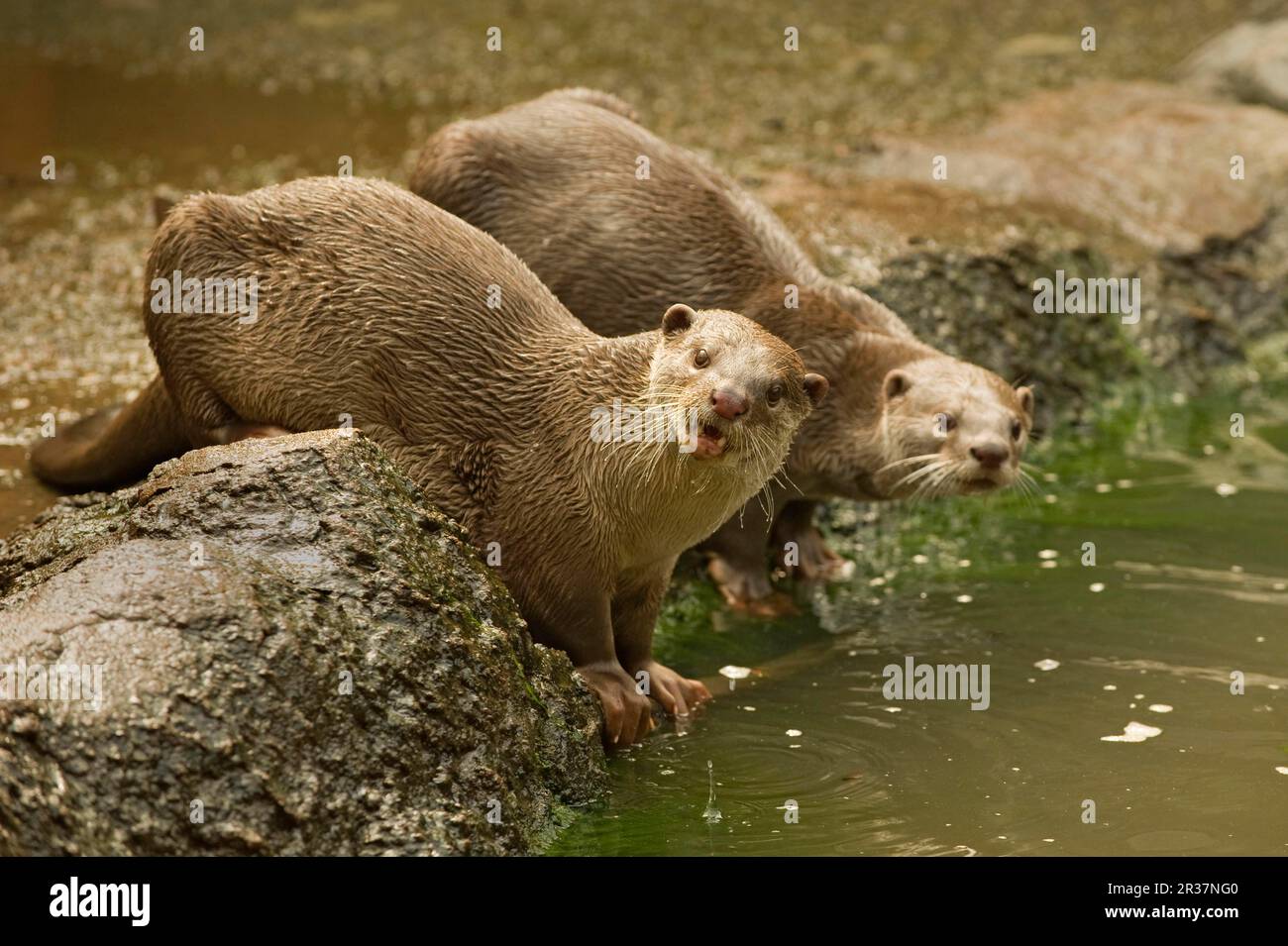 Smooth-coated otter (Lutrogale perspicillata), Smooth-coated otter ...