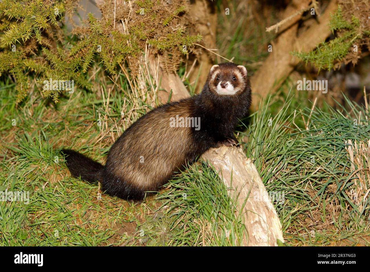 European polecats (Mustela european polecat (Putorius putorius), marten ...