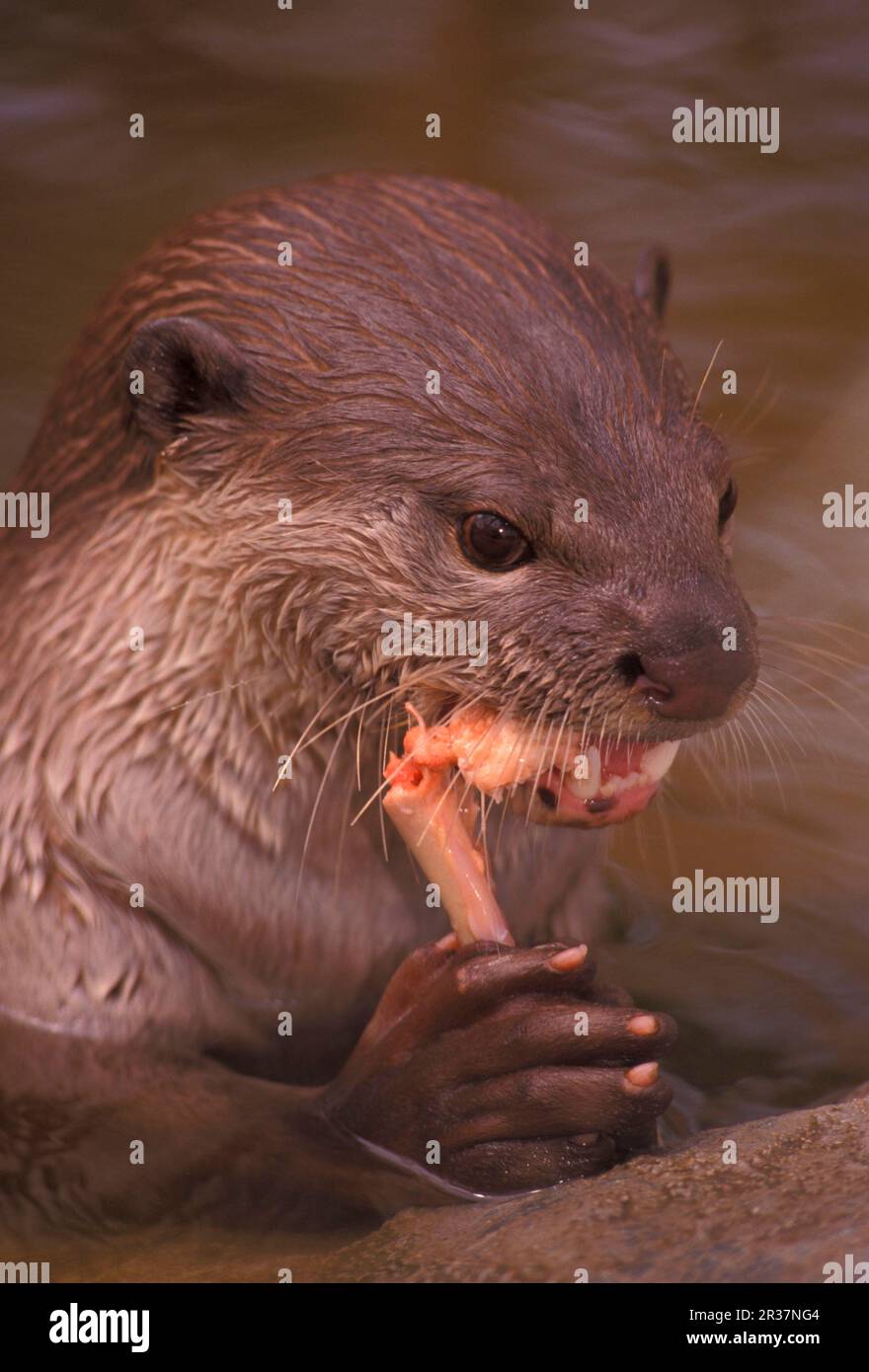 Smooth-coated otter (Lutrogale perspicillata), Smooth-coated otter ...