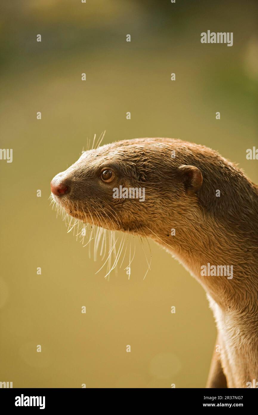 Smooth coated otter photography hi-res stock photography and images - Alamy
