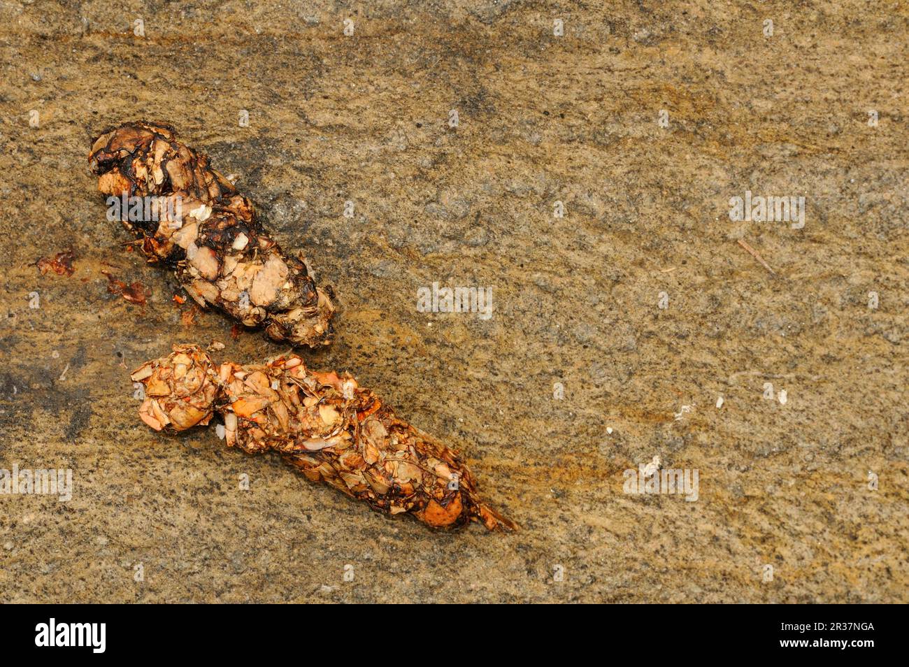 European otter (Lutra lutra), European otter, marten, predators ...