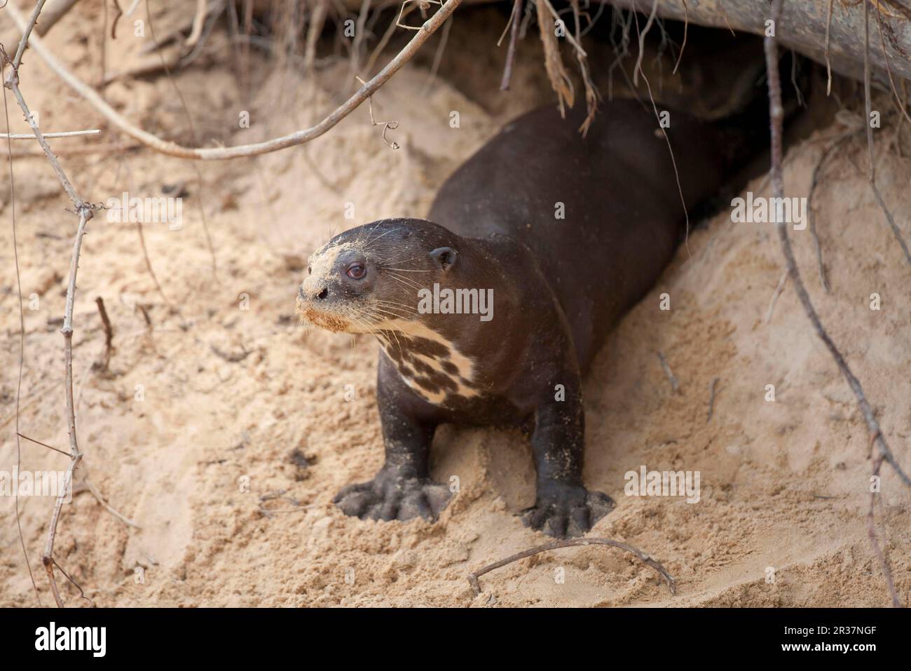 Giant otter (Pteronura brasiliensis), Brazilian Otter, Brazilian Otter ...