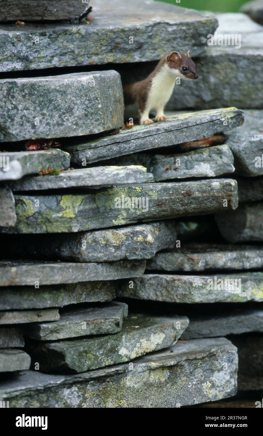 Stoats wall hi-res stock photography and images - Alamy