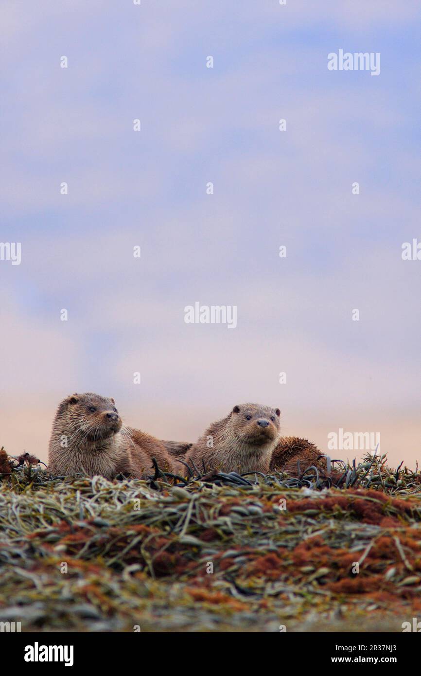 European otter (Lutra lutra), European otter, Marten species, Predators ...