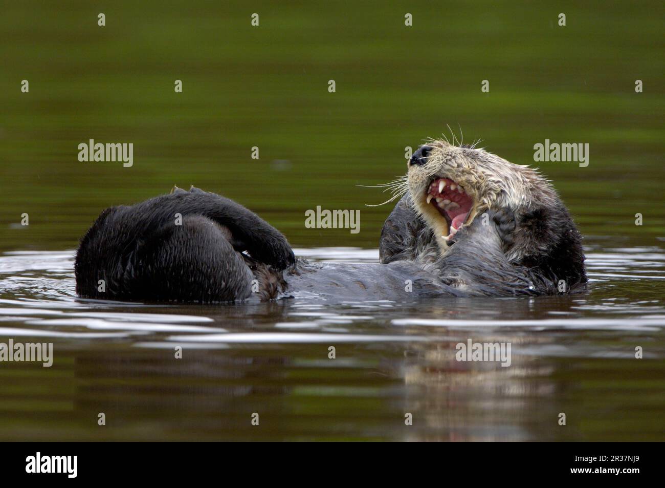 Sea otter (Enhydra lutris), otter, marten, predators, mammals, animals ...