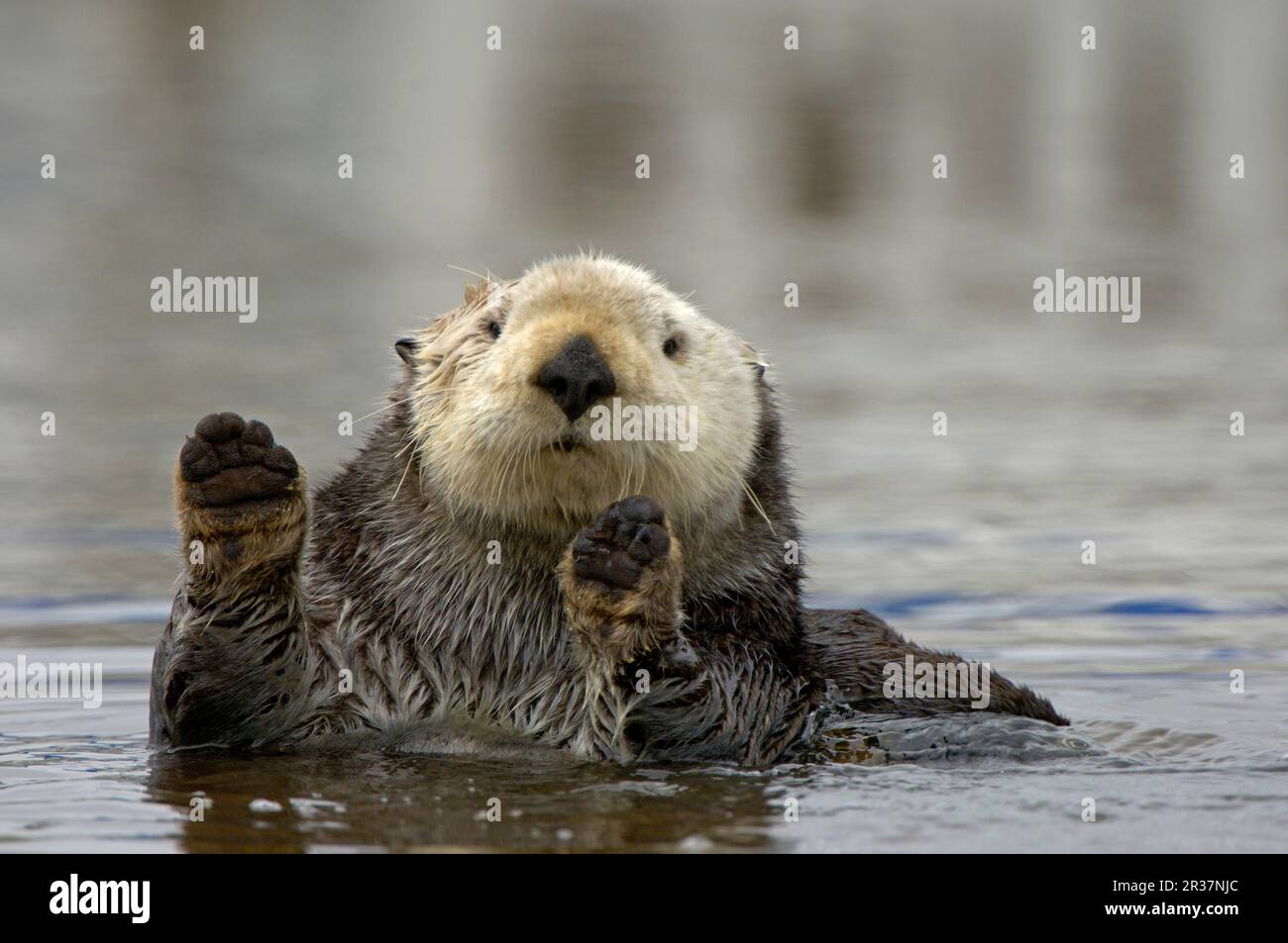 Sea otter (Enhydra lutris), otter, marten, predators, mammals, animals ...