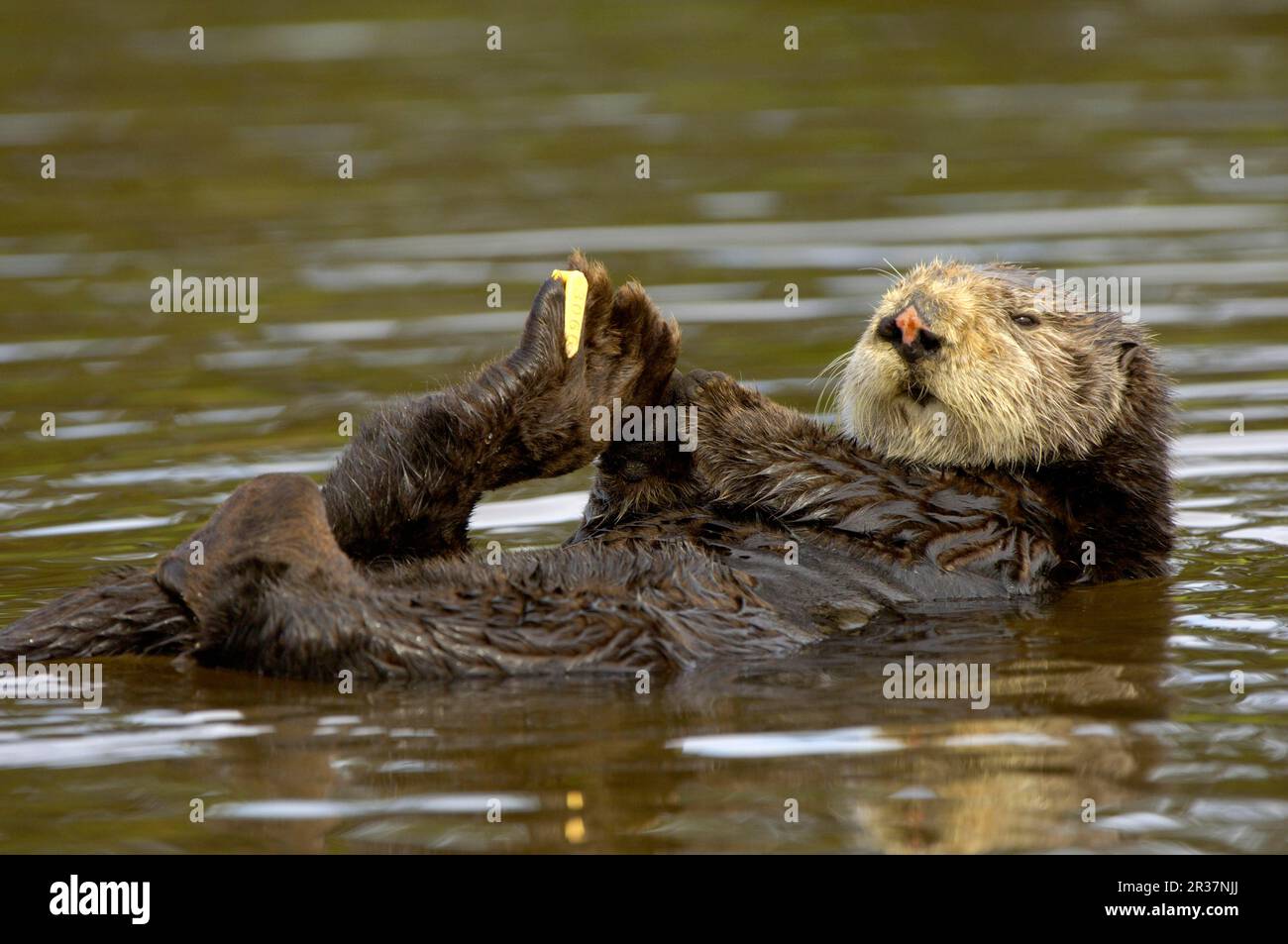 Sea otter (Enhydra lutris), otter, marten, predators, mammals, animals ...