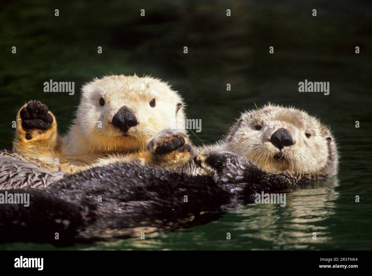 Sea otter (Enhydra lutris), otter, marten, predators, mammals, animals ...