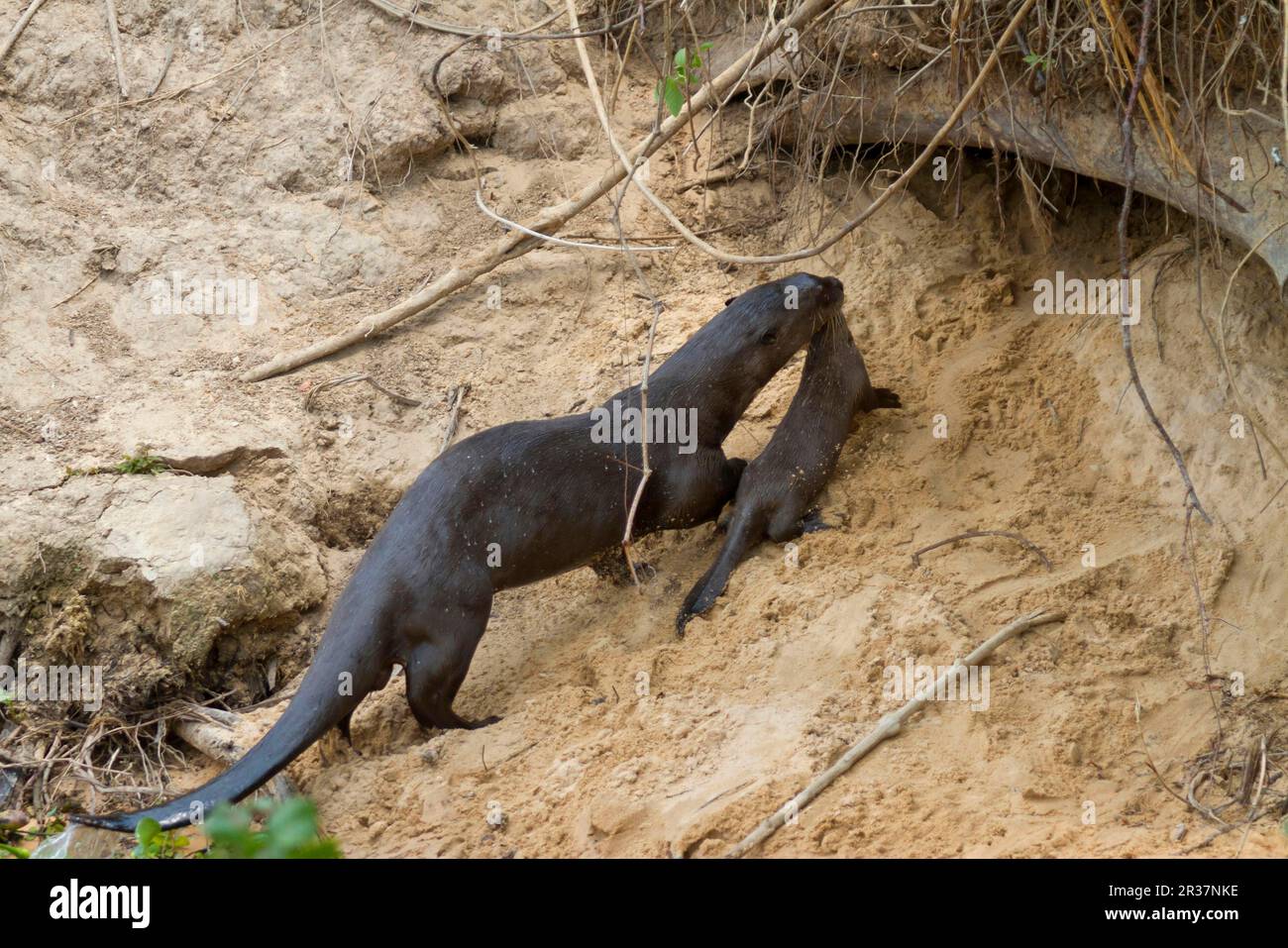Giant otter (Pteronura brasiliensis), Brazilian Otter, Brazilian Otter ...