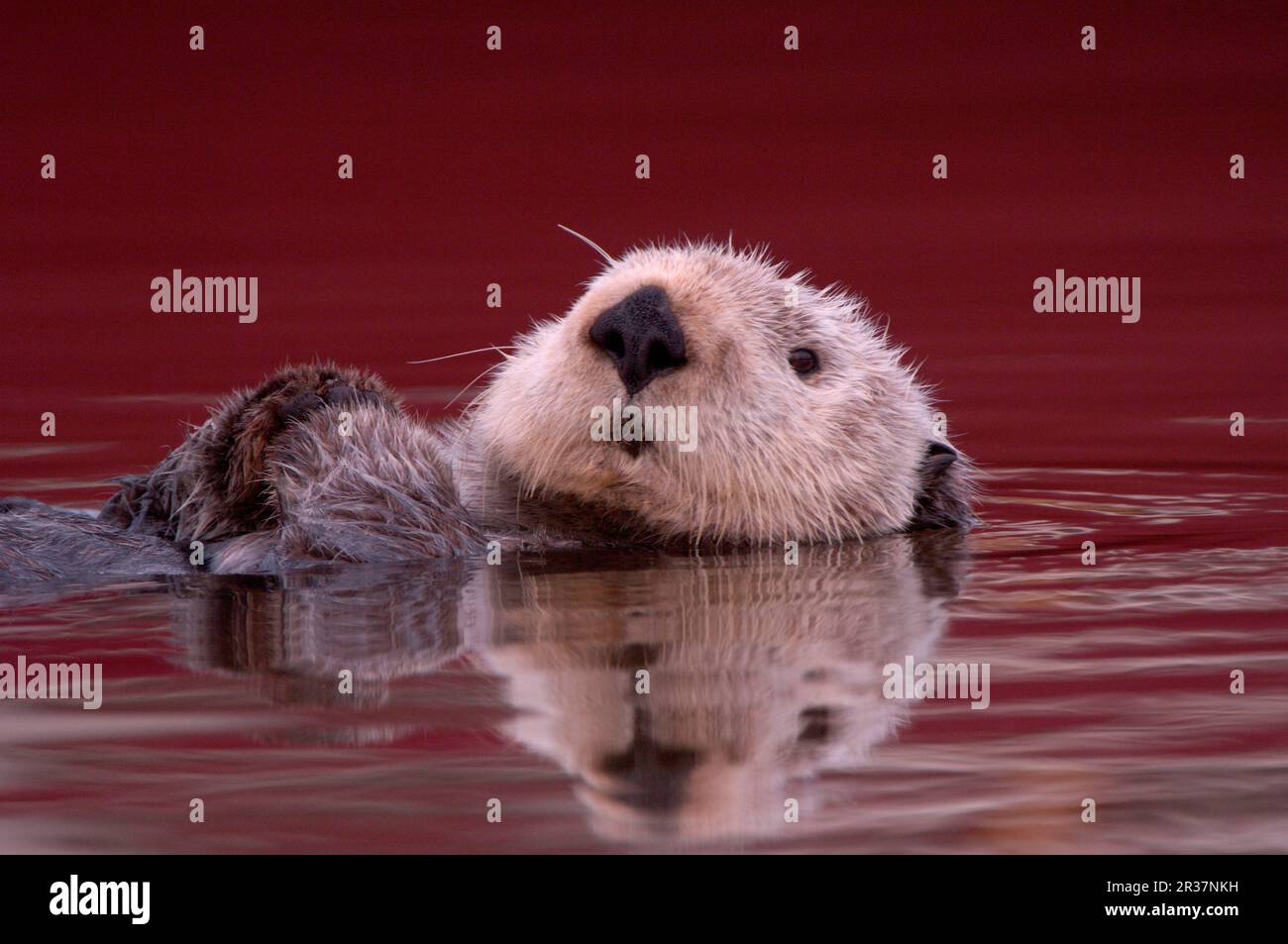 In supine position hi-res stock photography and images - Alamy