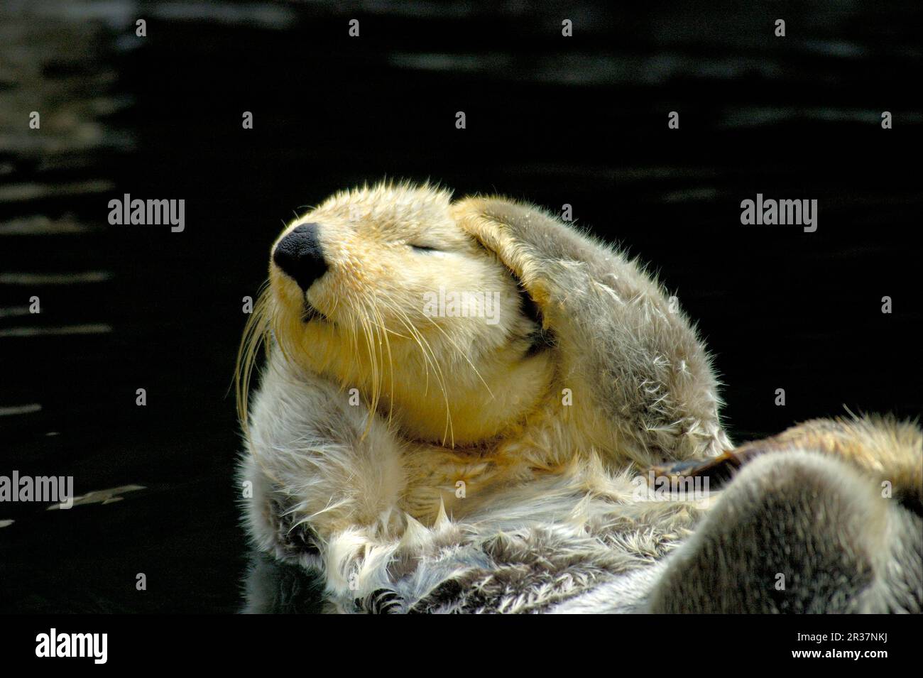 Sea otter (Enhydra lutris), Otter, Marten, Predators, Mammals, Animals ...