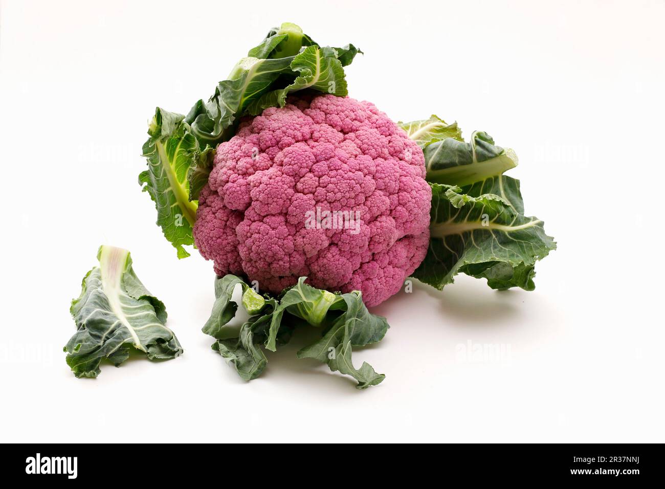 Cutting outline hi-res stock photography and images - Alamy