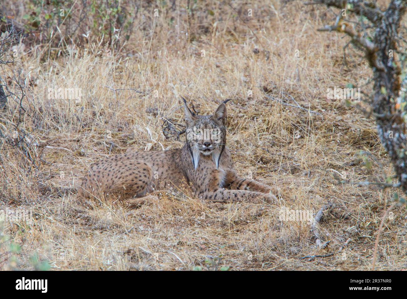 Iberian Lynx (Lynx pardinus), Pardel Lynx, meaning leopard-spotted and ...