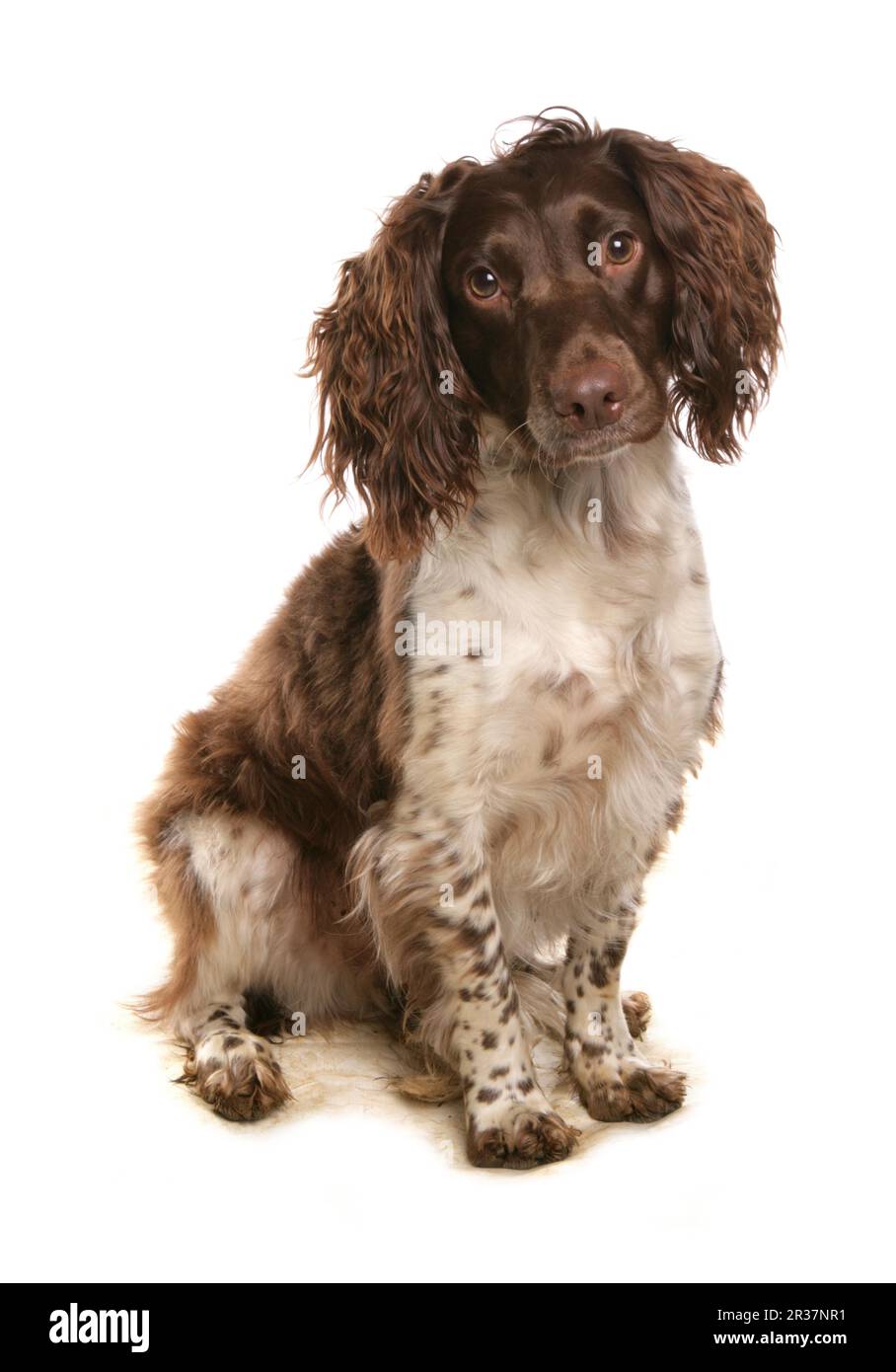 Domestic Dog, English Springer Spaniel, adult male, sitting Stock Photo ...