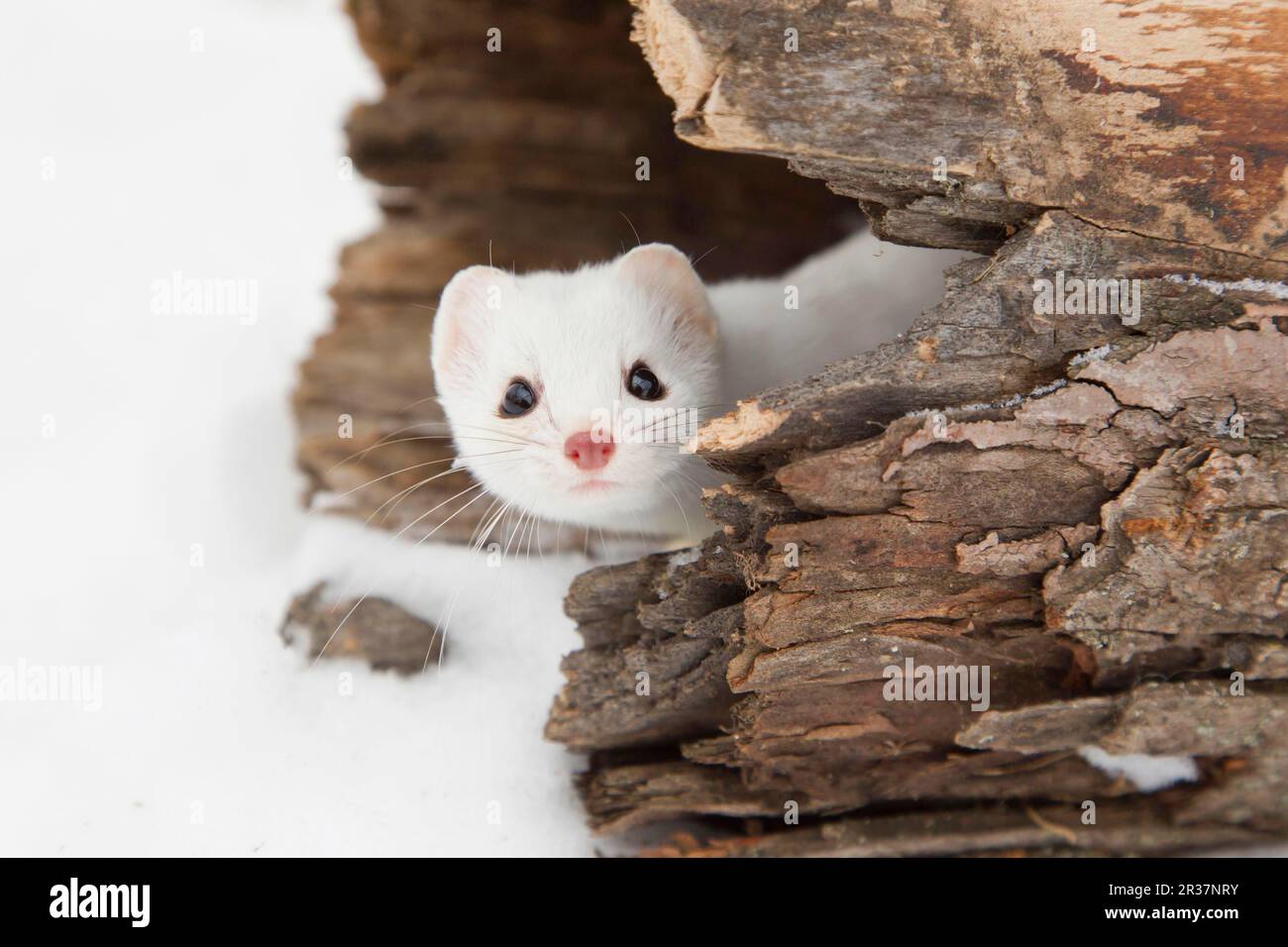 Stoat snow u hi-res stock photography and images - Alamy