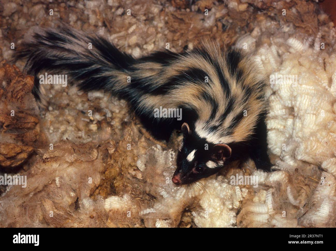 Zorilla, striped polecat (Ictonyx striatus), Zorillas, Bandiltisse, Martens, Predators, Mammals ...