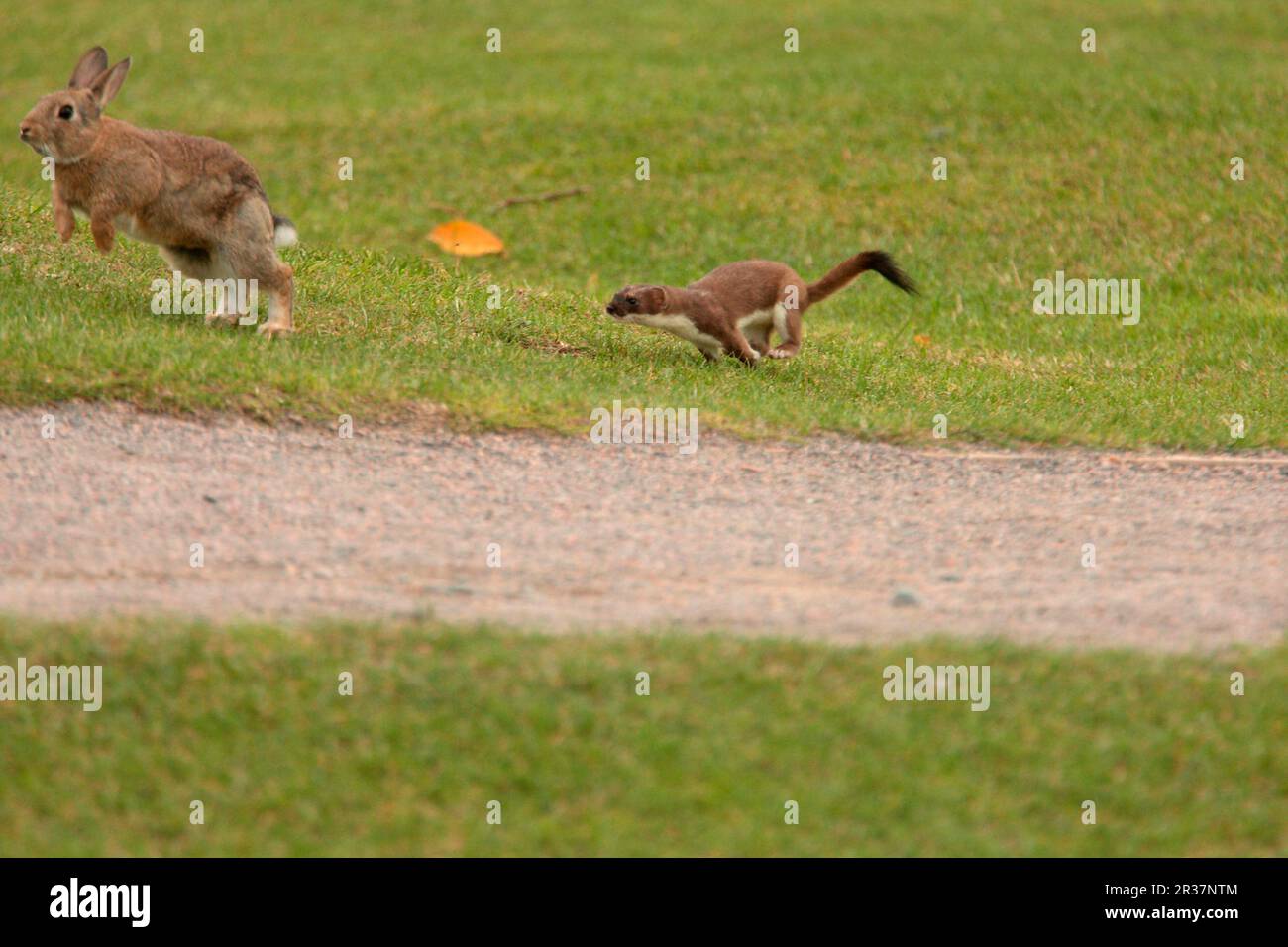 Chasing the rabbit hi-res stock photography and images - Alamy