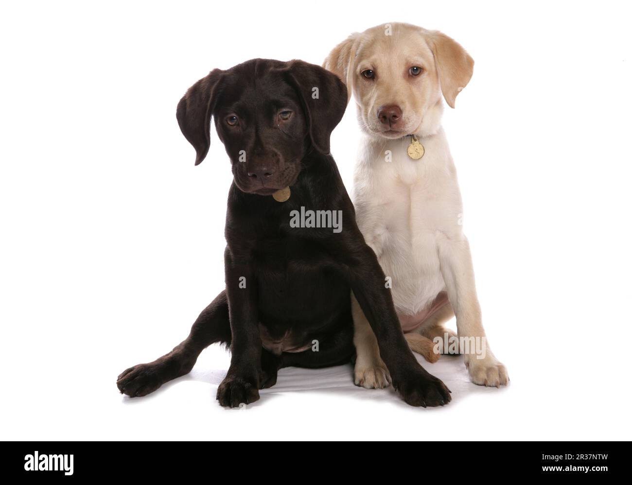 Domestic Dog, Chocolate and Yellow Labrador Retriever, two puppies ...