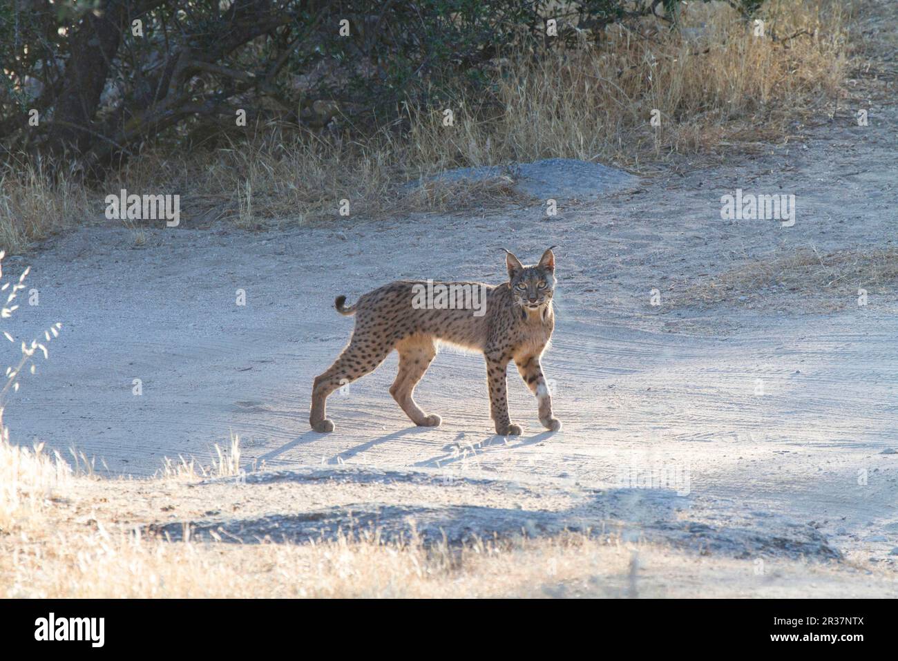 Iberian Lynx (Lynx pardinus), Pardel Lynx, meaning leopard-spotted and ...