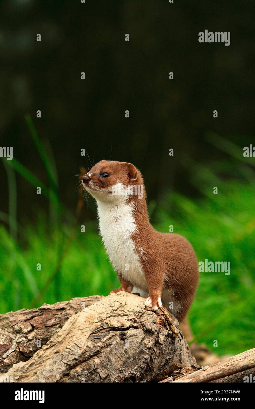 Least weasel hi-res stock photography and images - Alamy