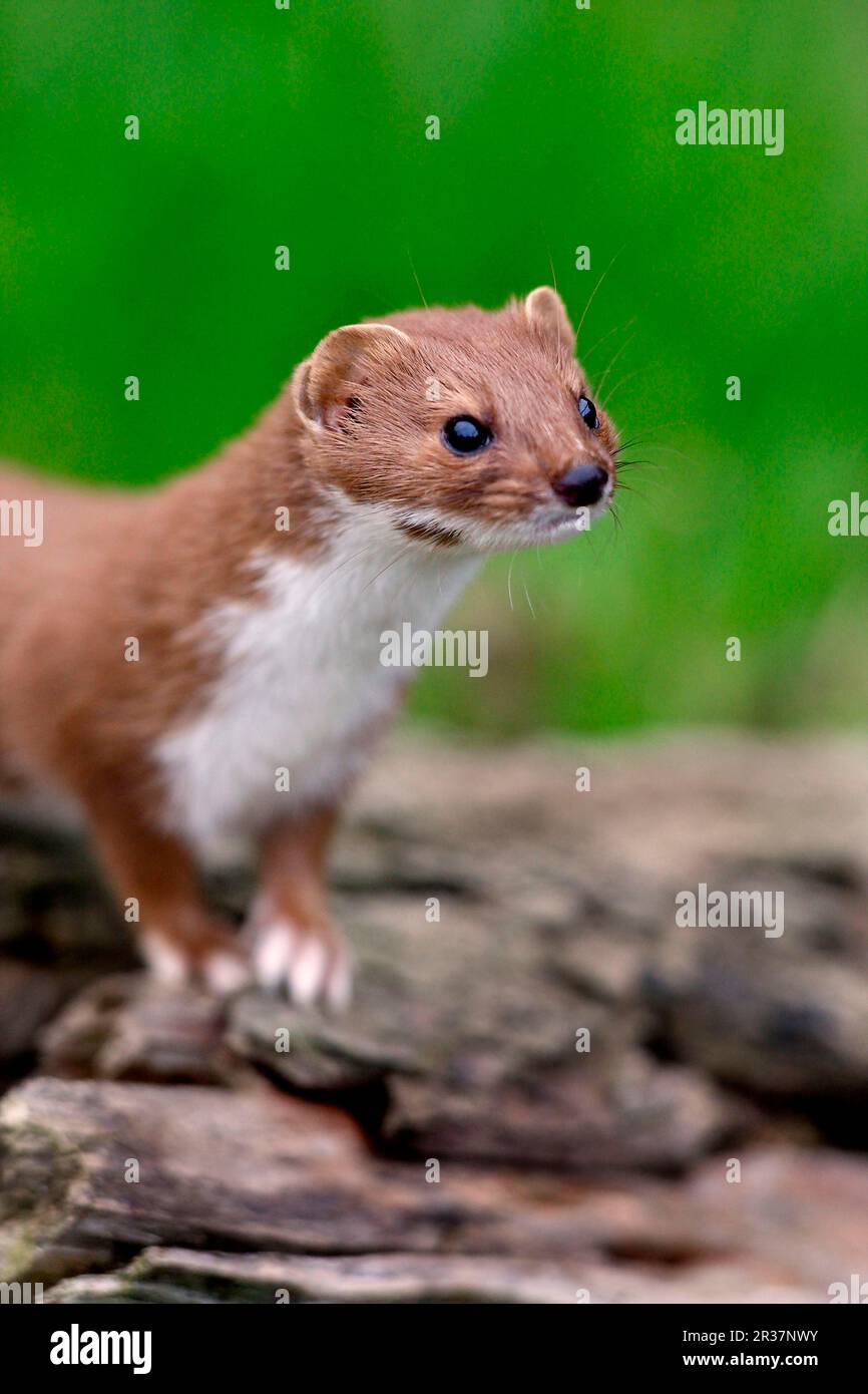 British weasel hi-res stock photography and images - Alamy