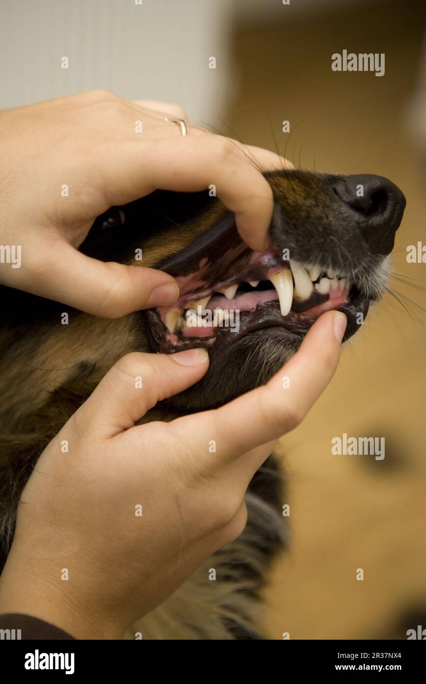 Owner checks dentition of Border Collie, tooth, teeth Stock Photo - Alamy
