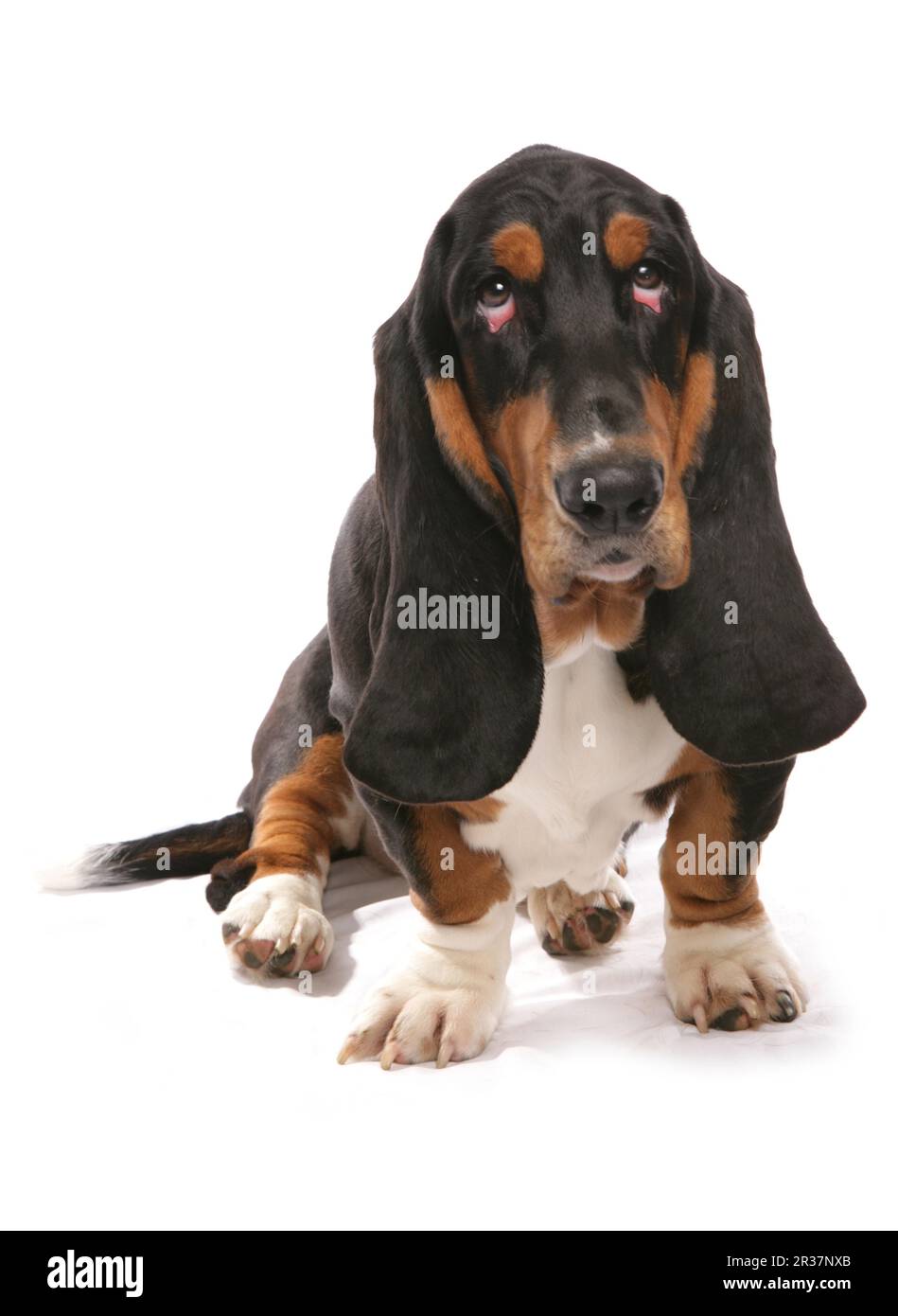 Domestic Dog, Basset Hound, mature, sitting Stock Photo - Alamy