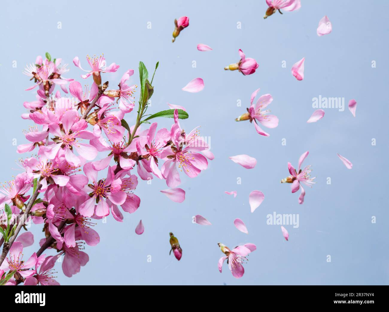 Spring blossom explosion Stock Photo - Alamy