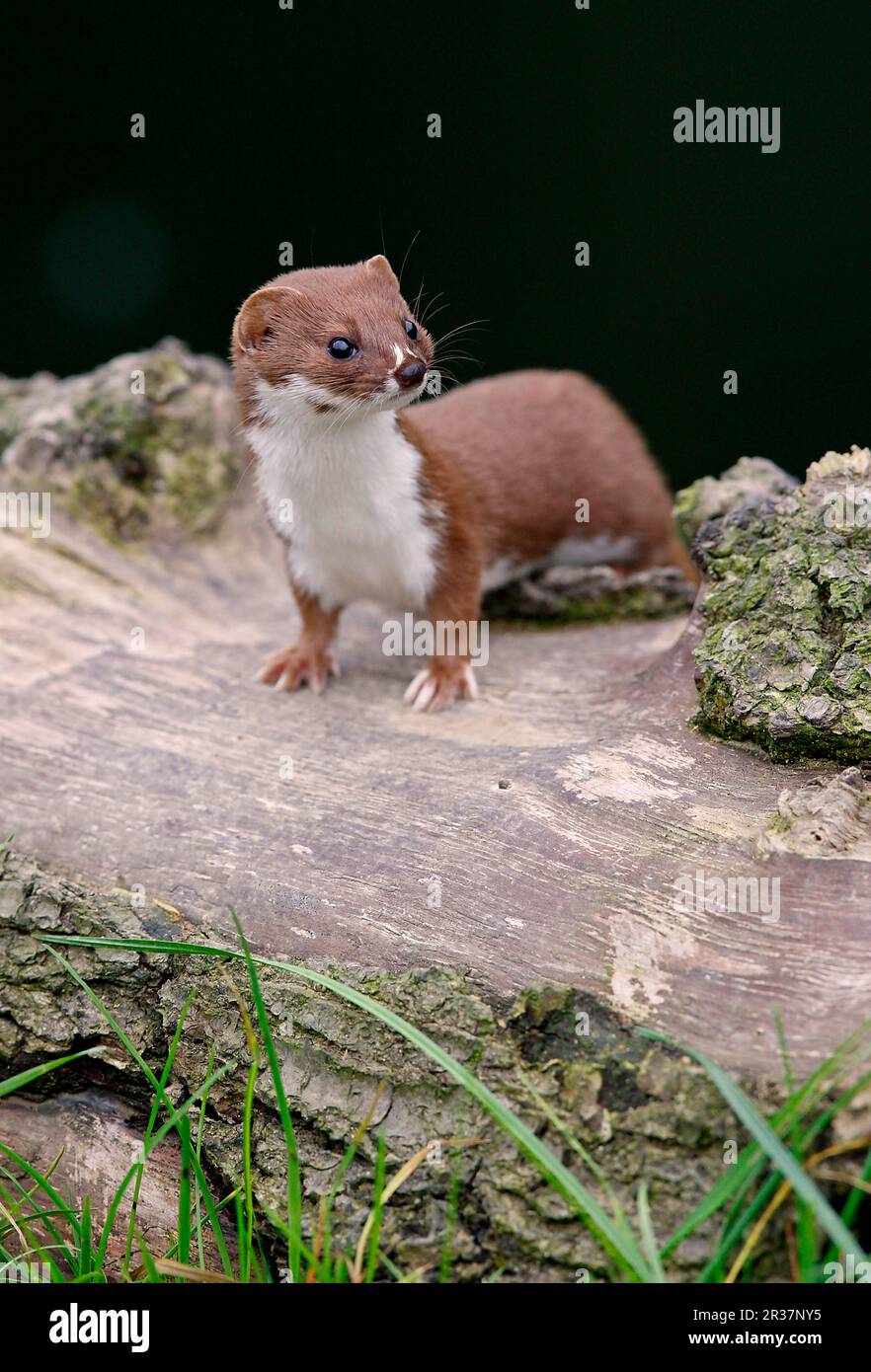 British weasel hi-res stock photography and images - Alamy