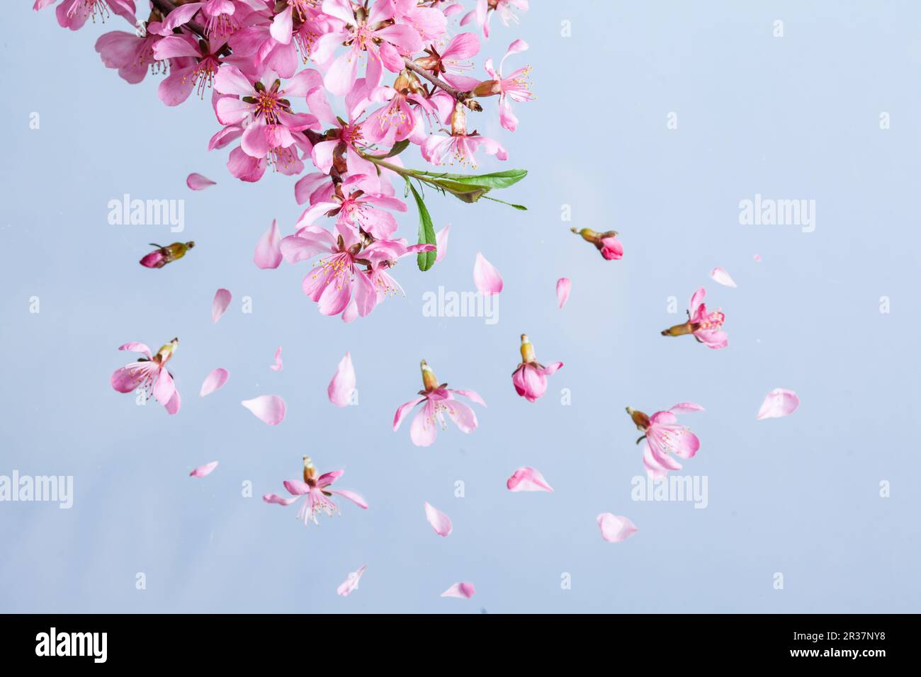 Spring blossom explosion Stock Photo - Alamy