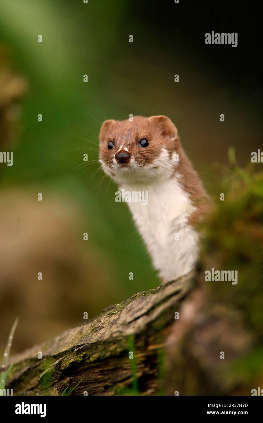 British weasel hi-res stock photography and images - Alamy