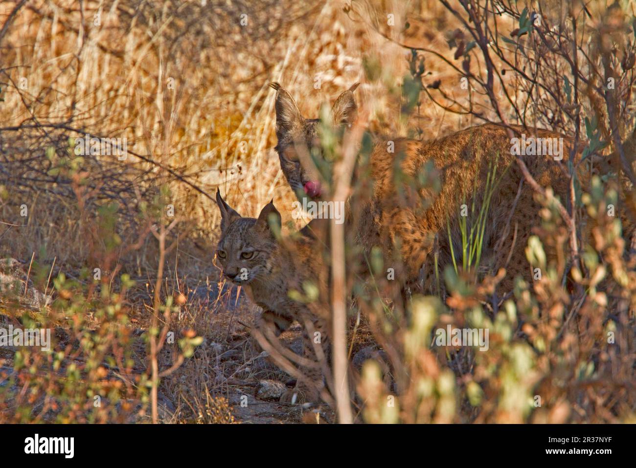Iberian Lynx (Lynx pardinus), Pardel Lynx, meaning leopard-spotted and ...