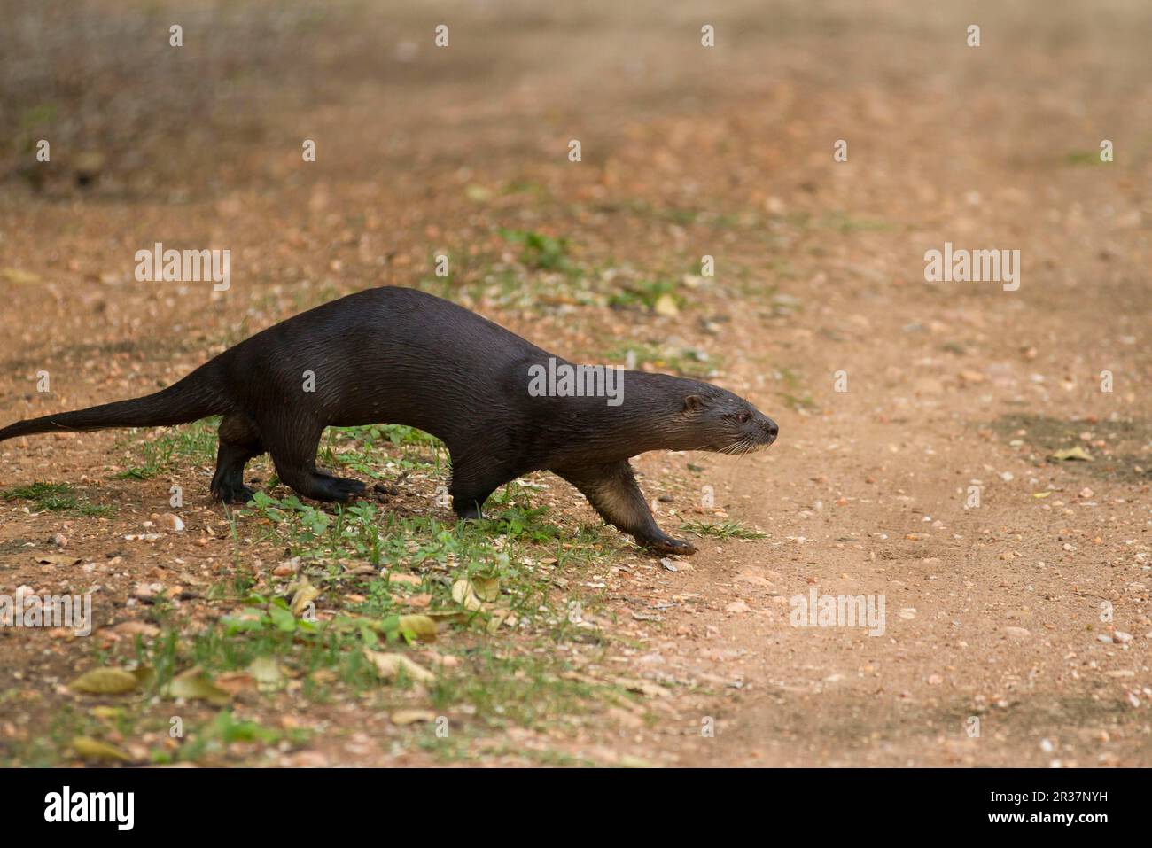 Neotropical otter hi-res stock photography and images - Alamy