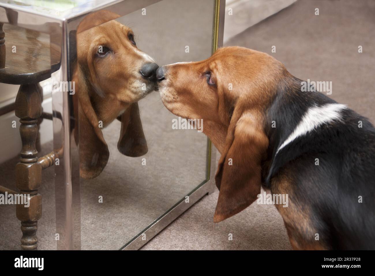 Dog in mirror hi-res stock photography and images - Alamy