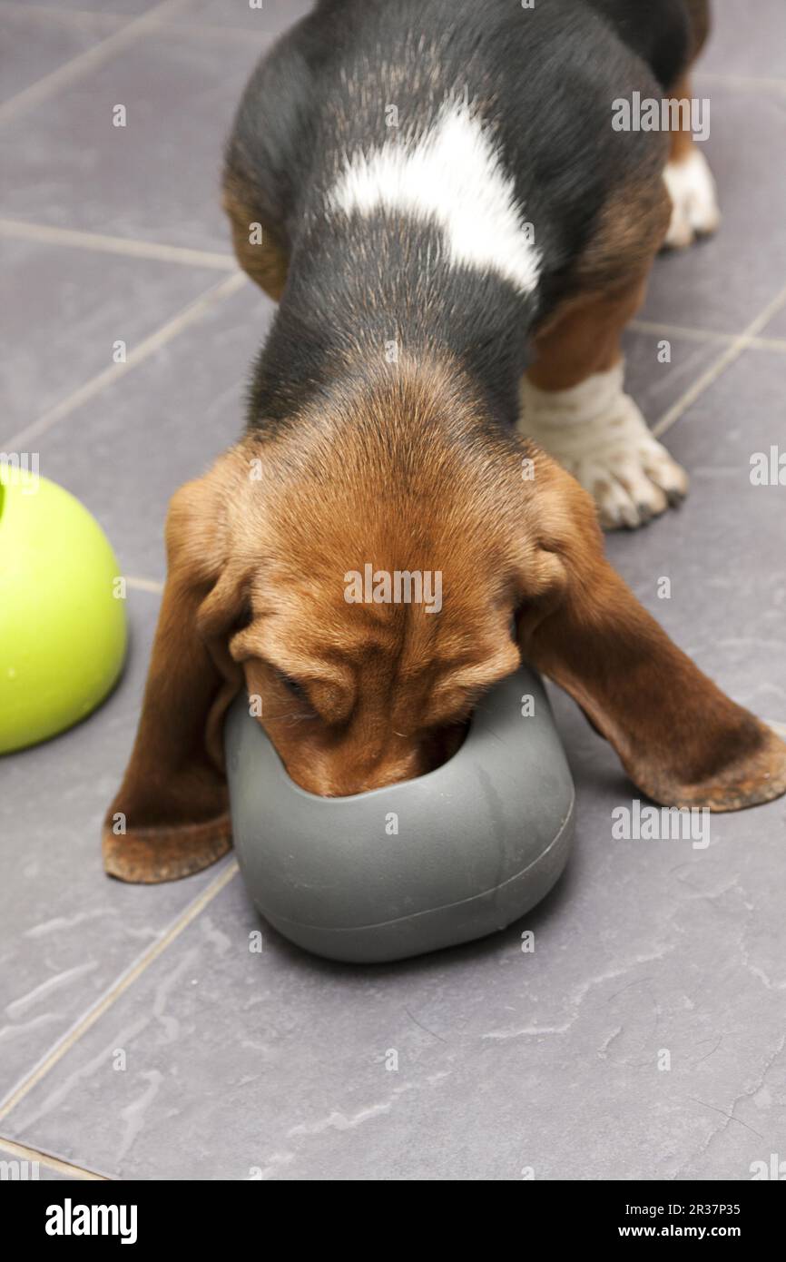 Domestic Dog, Basset Hound, puppy, feeding from moulded rubber bowl on ...