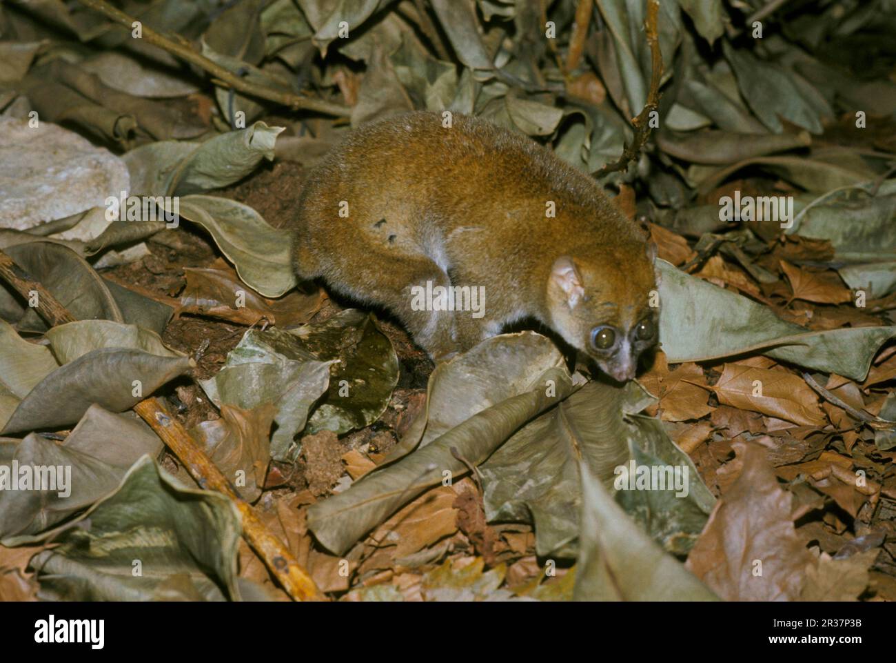 Common bear macaque, Common bear macaques, Monkeys, Mammals, Animals ...