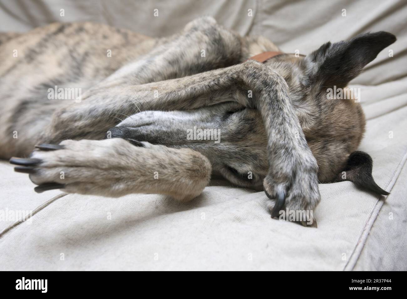 Lurcher dog head hi-res stock photography and images - Alamy