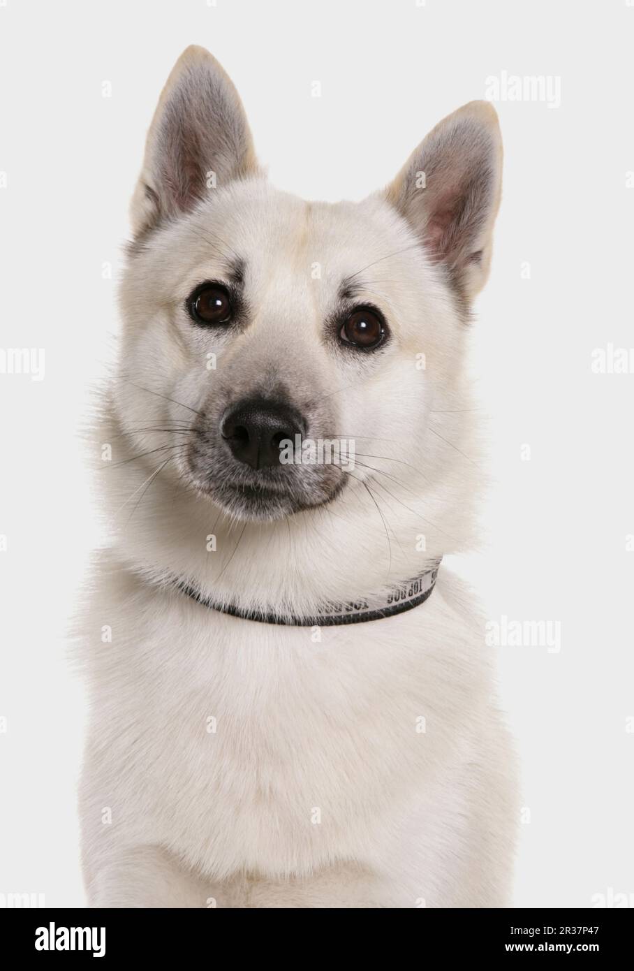 Norwegian boo dog, male Stock Photo - Alamy