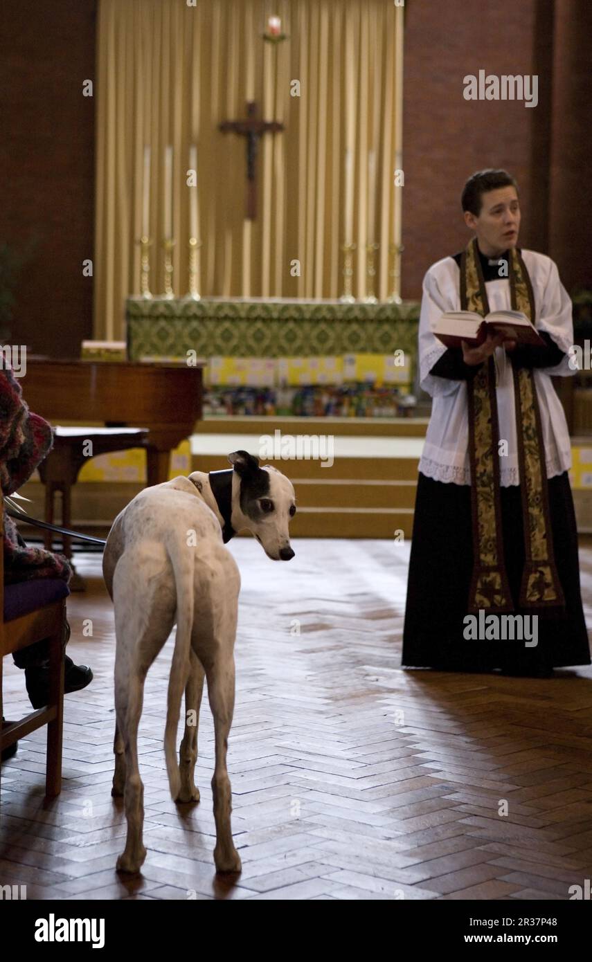 Domestic Dog, Greyhound, adult, standing in aisle during blessing at ...