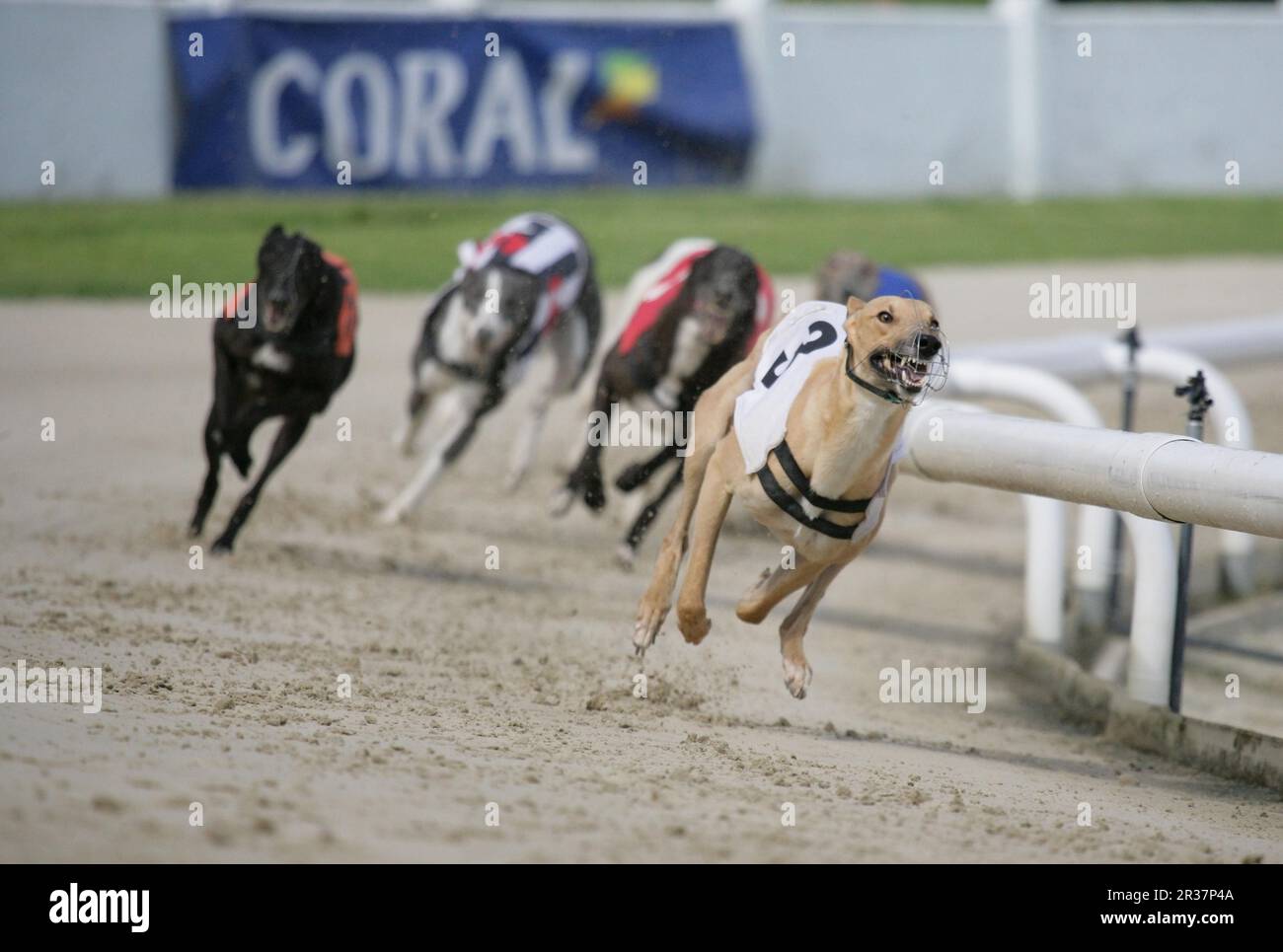 Greyhound racing dog track hi-res stock photography and images - Alamy