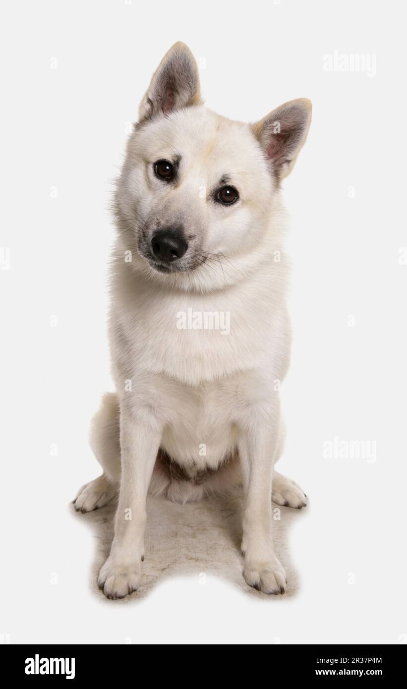 Norwegian boo dog, male Stock Photo - Alamy