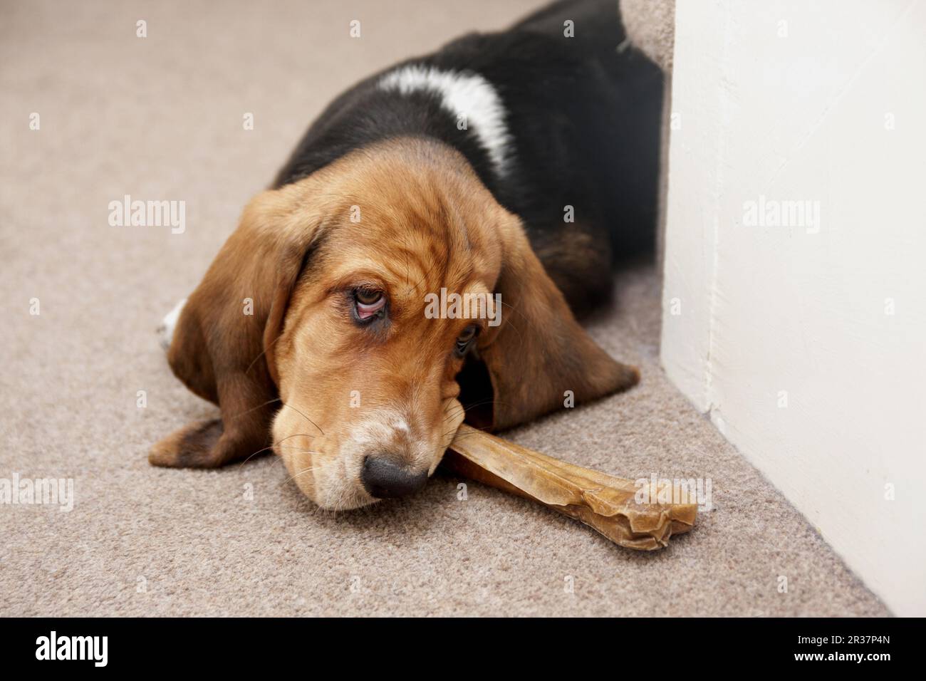 Domestic Dog, Basset Hound, puppy, chewing on hide bone, laying on ...