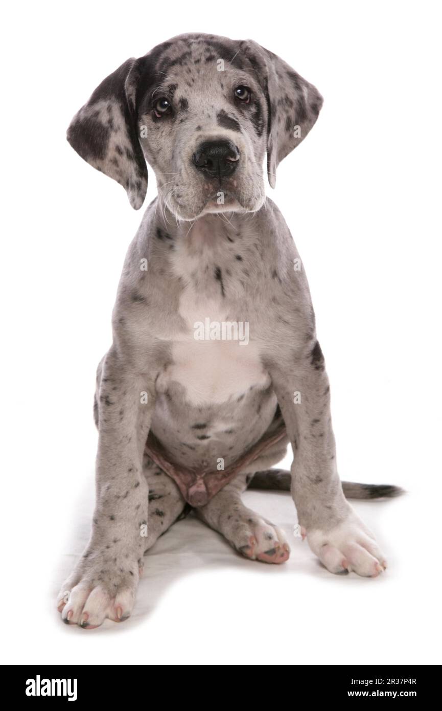 Juvenile great Cut Out Stock Images & Pictures - Alamy