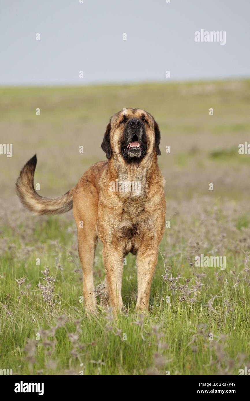 Do Mastiffs Bark